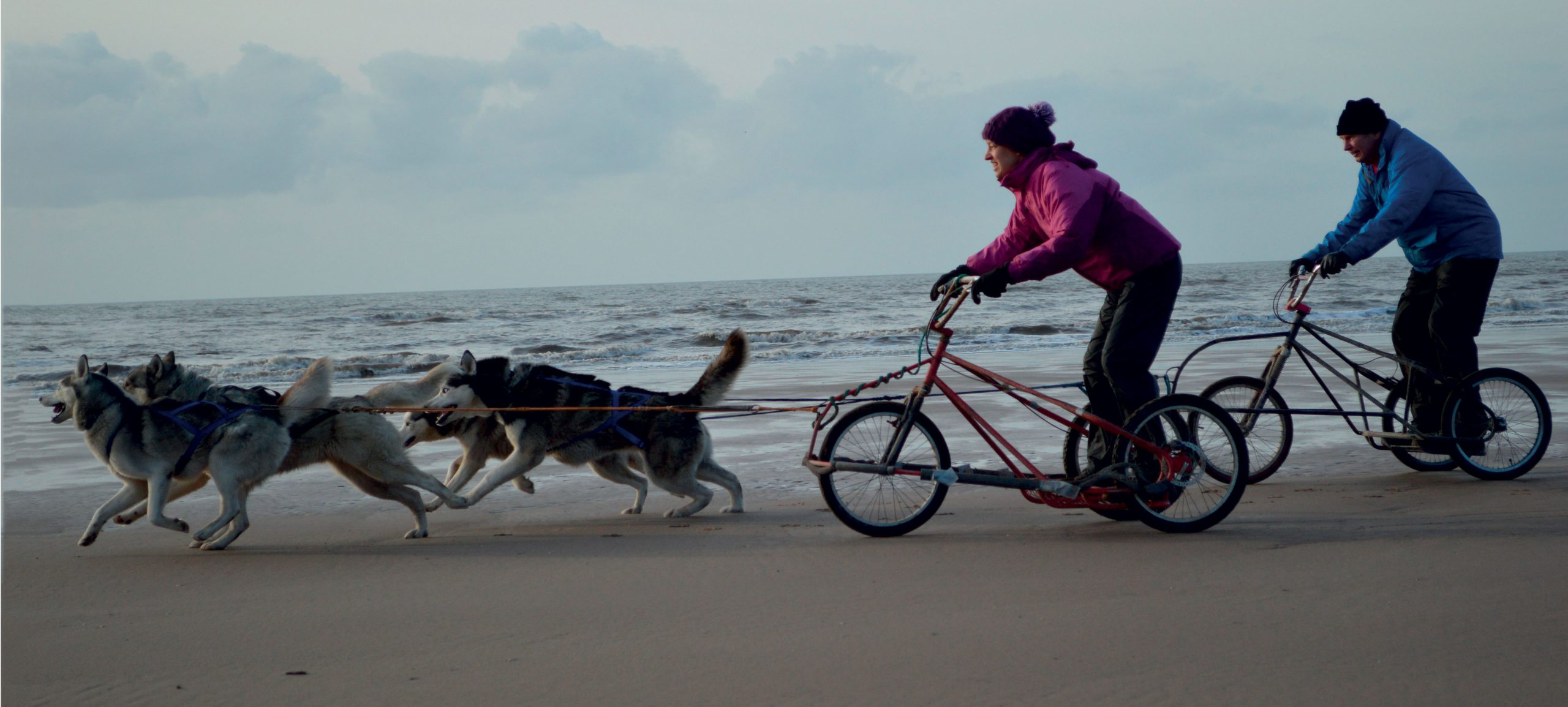 Try It Now... Dog-mushing on the Cumbrian Coast - Coast Magazine