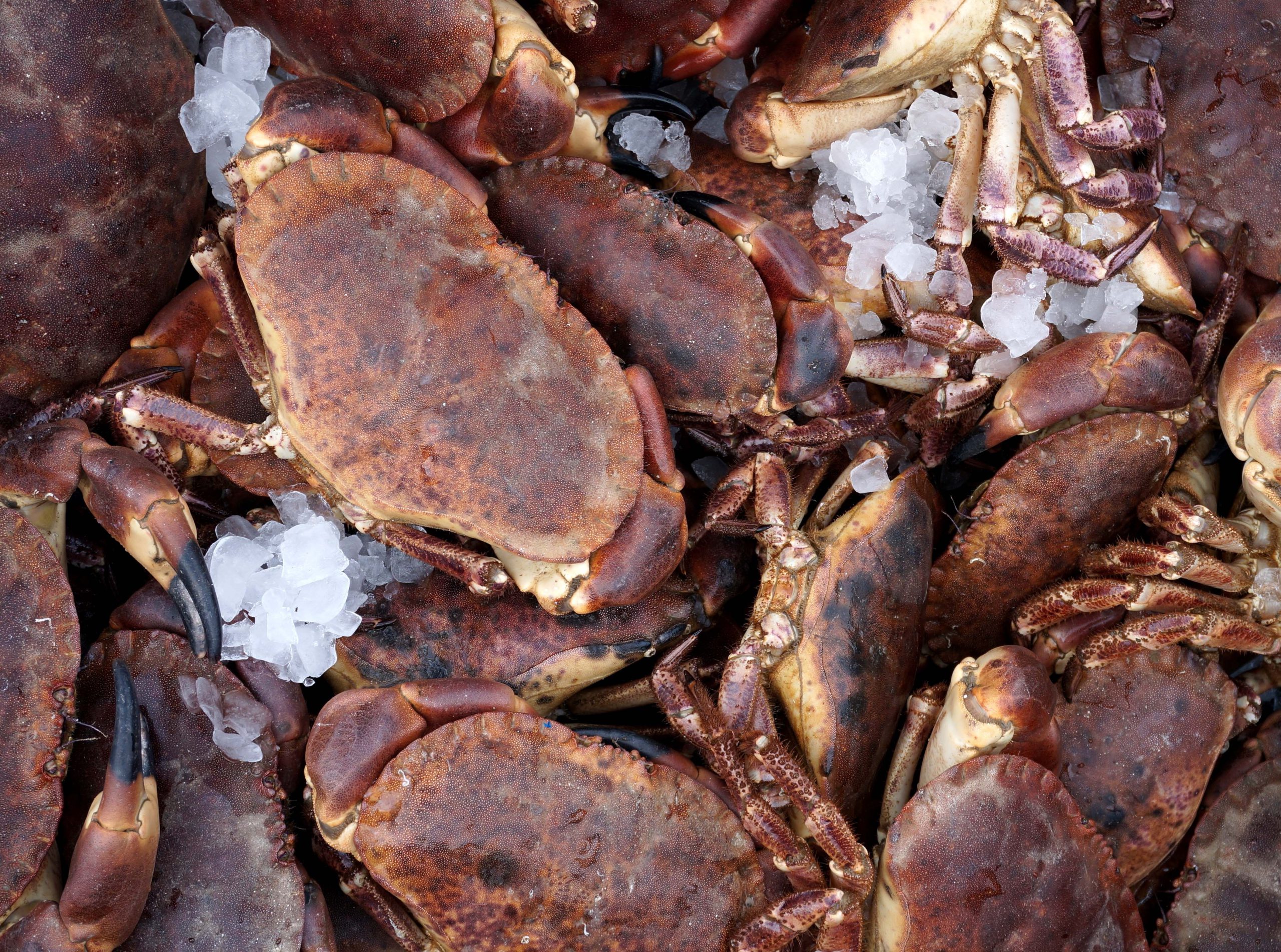 8 Top Sustainable Seafood Tips - Coast Magazine
