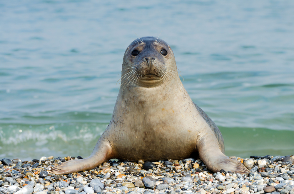 Which coastal animal are you? - Coast Magazine