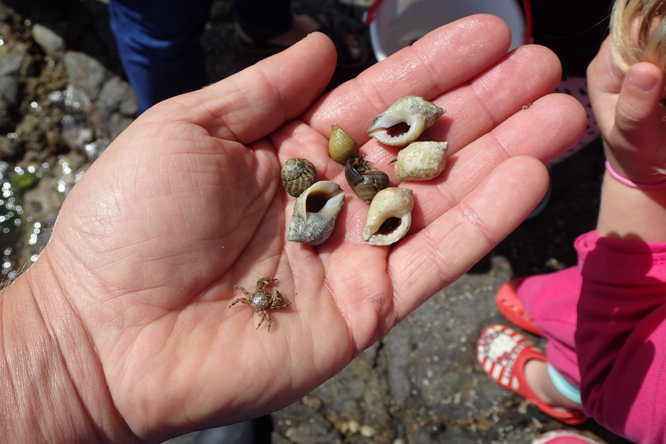 Try It Now: Marine Citizen Science - Coast Magazine