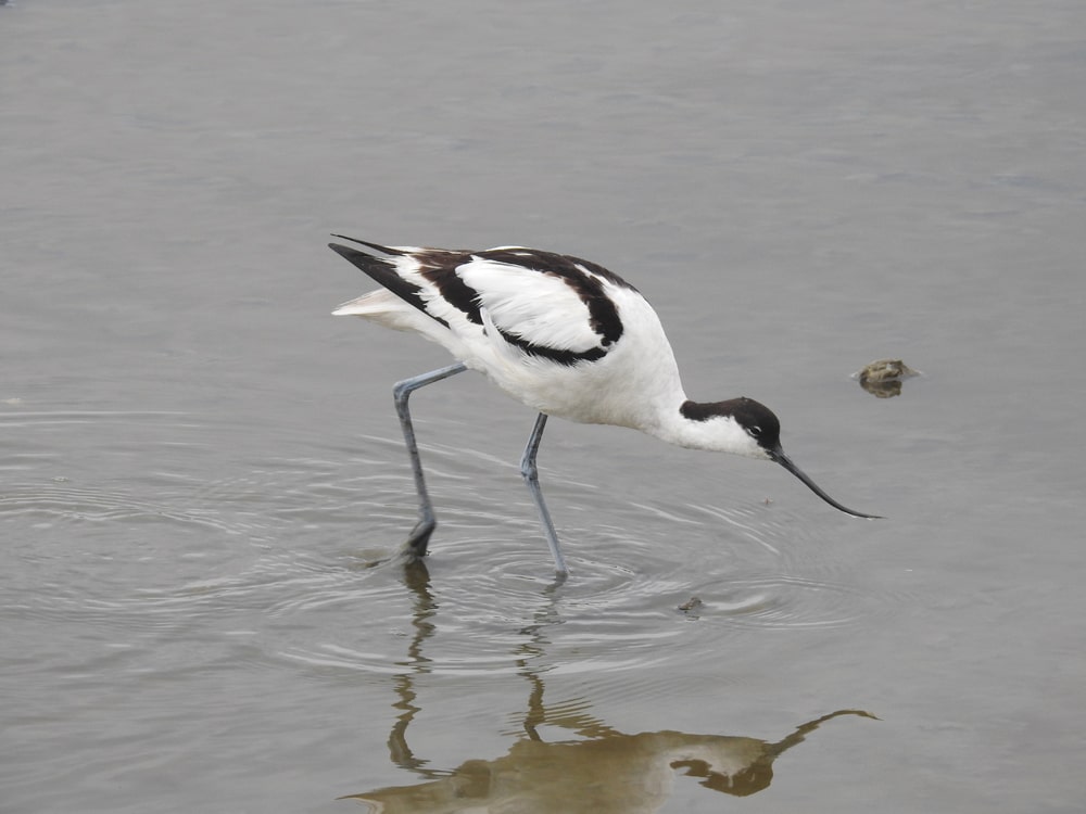 Best places to spot sea birds in the UK - Coast Magazine