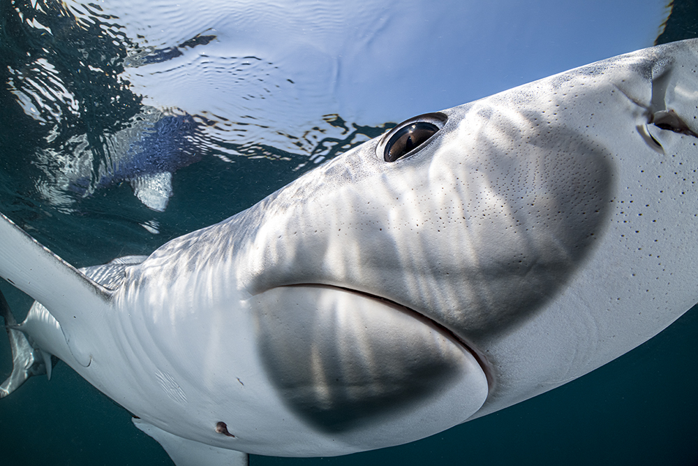 Swim with sharks in Cornwall - Coast Magazine