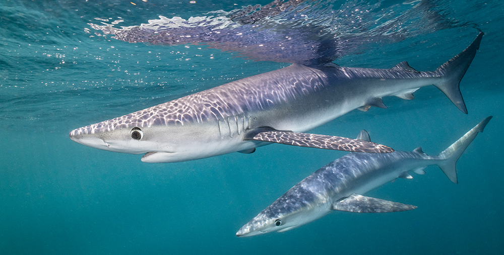 Swim with sharks in Cornwall - Coast Magazine