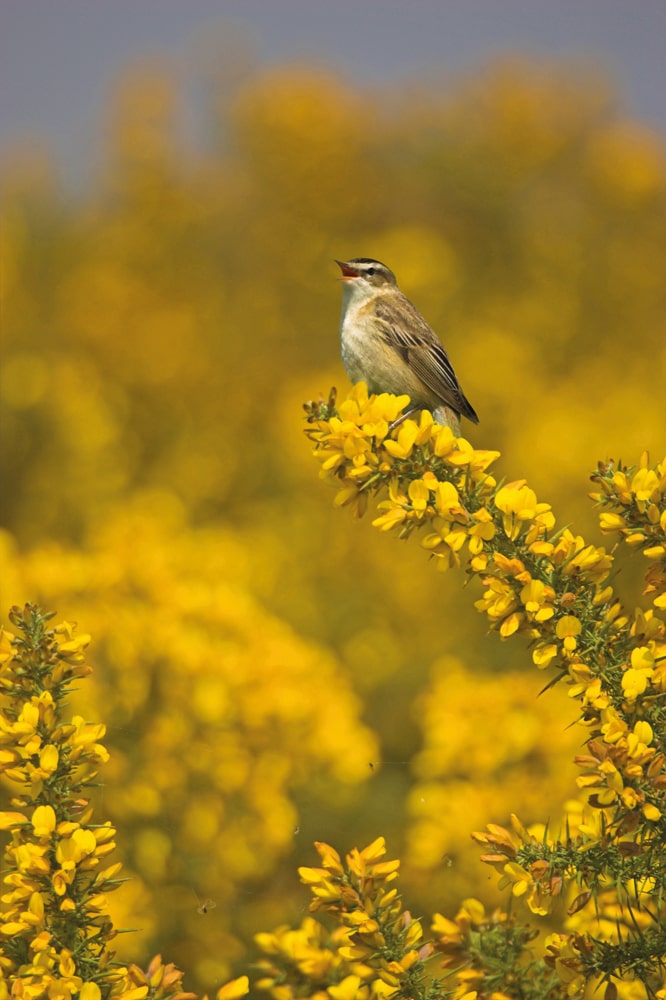 Best places to spot sea birds in the UK - Coast Magazine