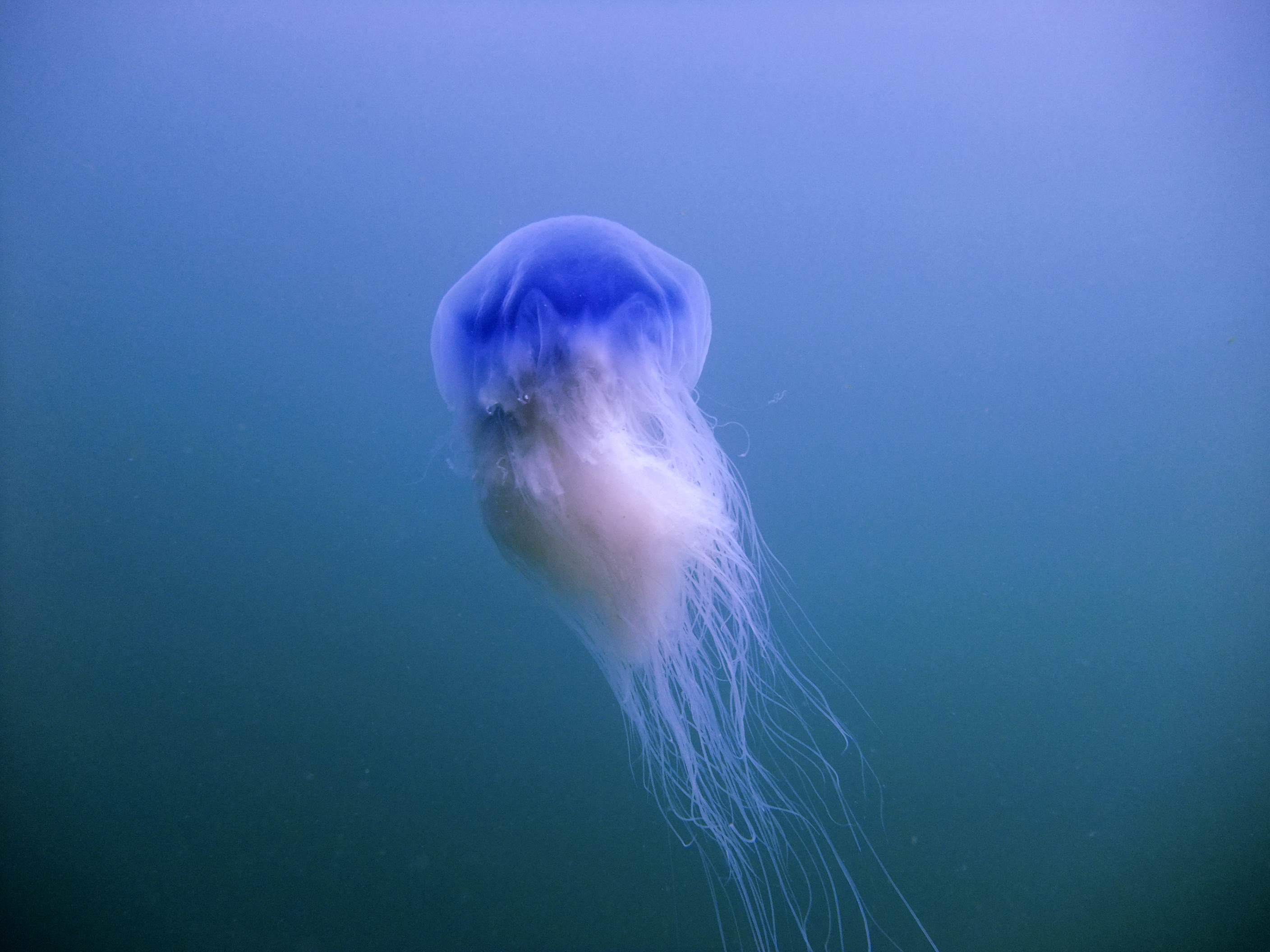 Discover the 7 species of jellyfish found in our UK shores - Coast Magazine