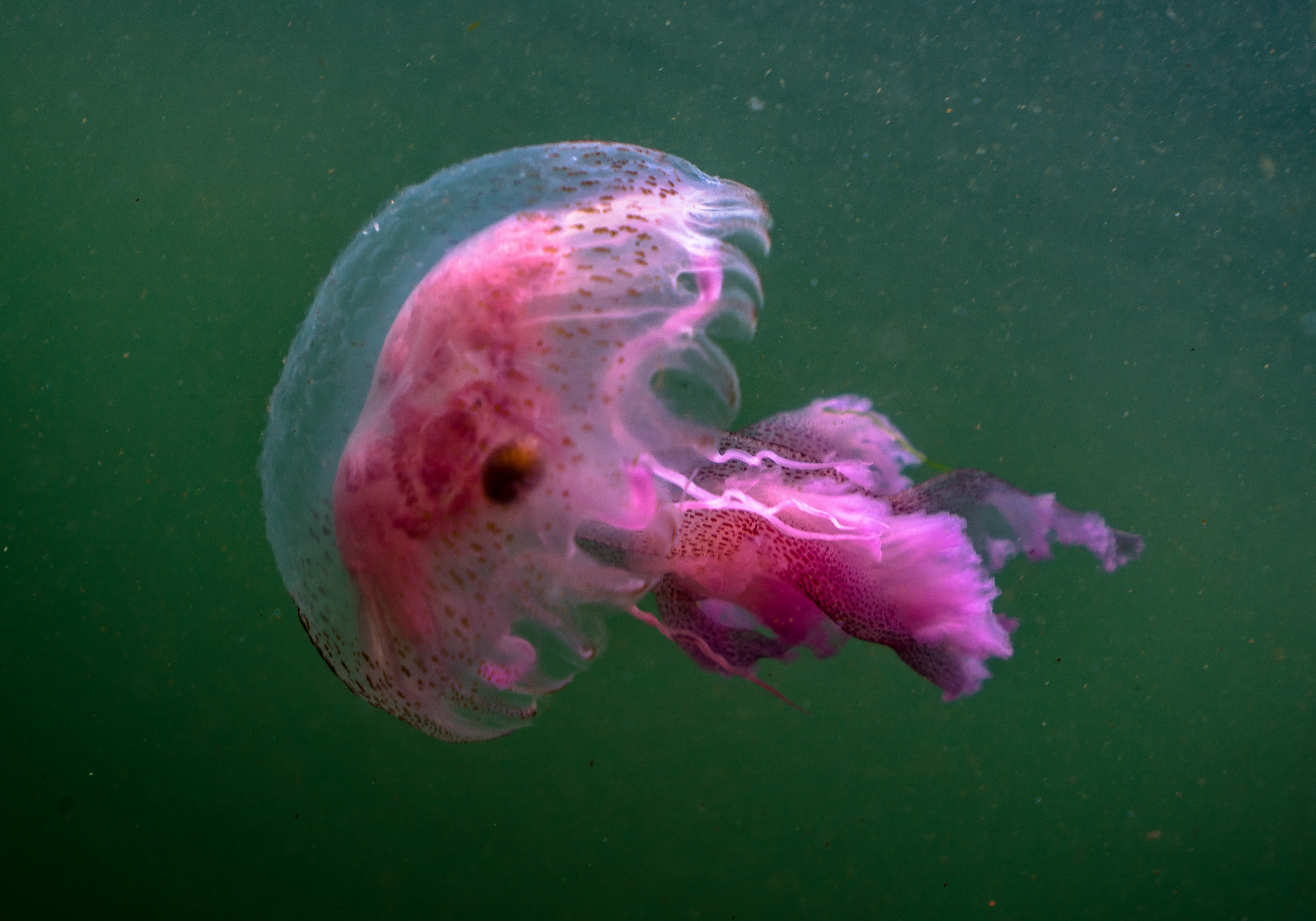 Discover the 7 species of jellyfish found in our UK shores - Coast Magazine