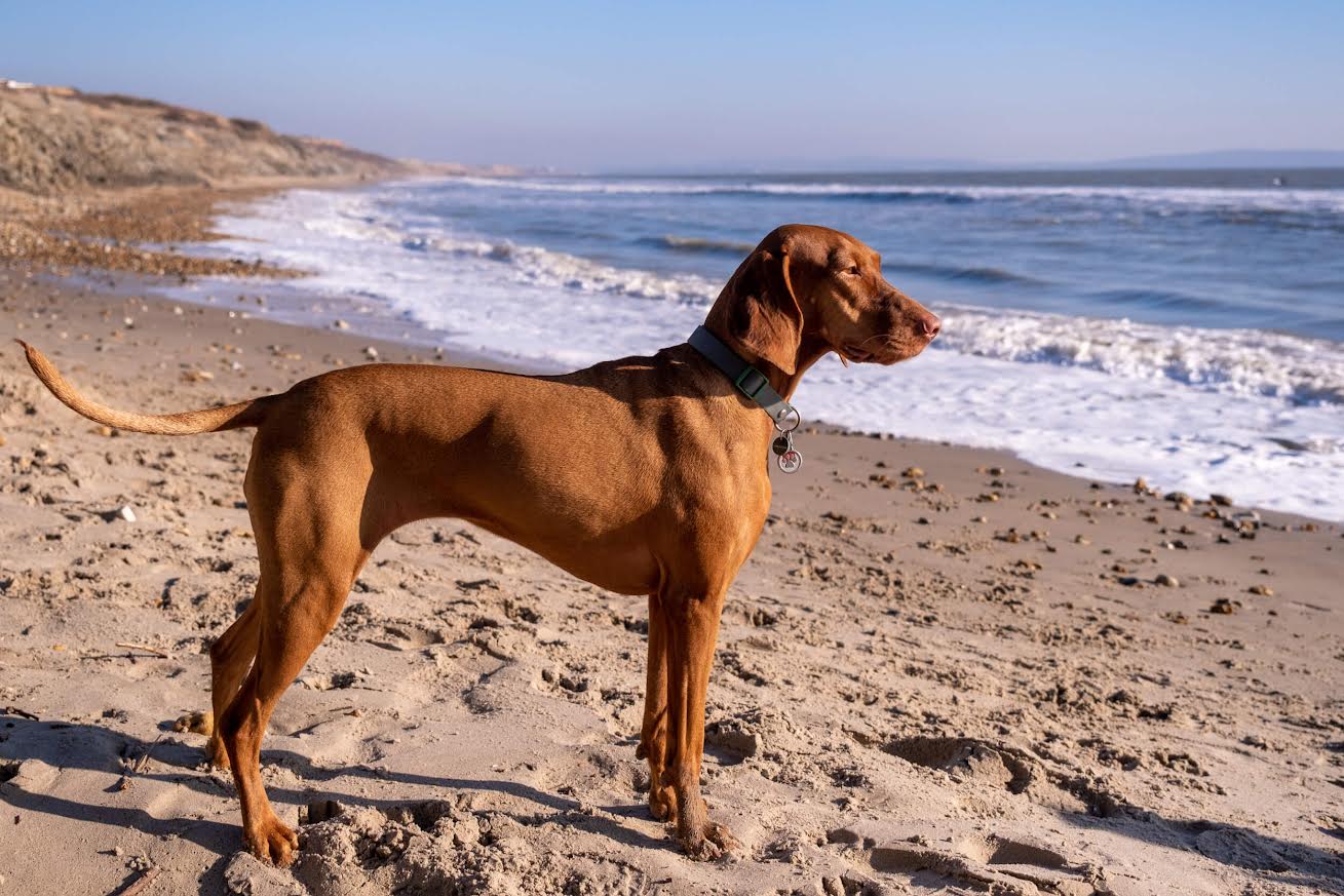 Dog-friendly breaks on the New Forest coast - Coast Magazine