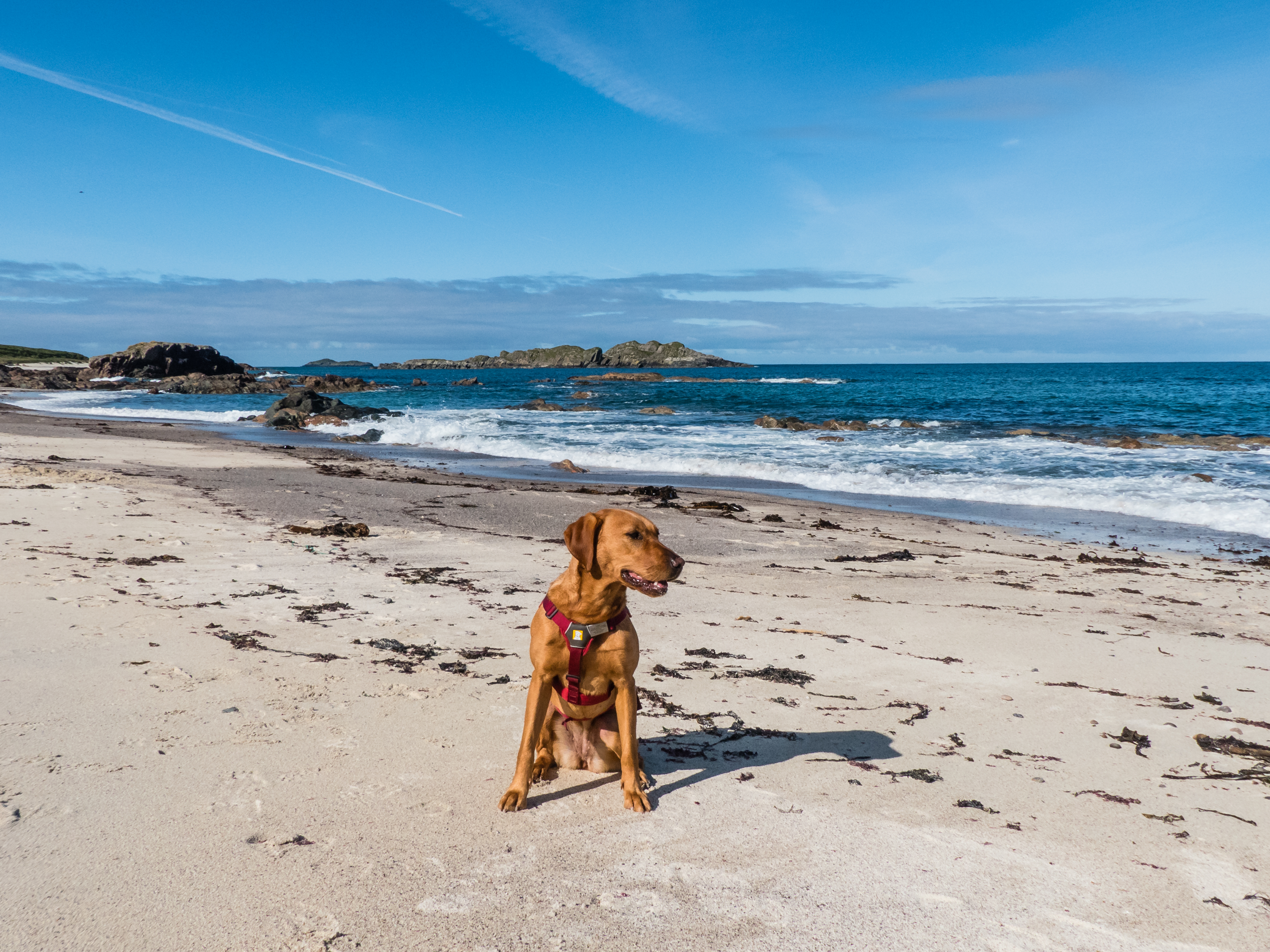 10 great coastal dog walks - Coast Magazine