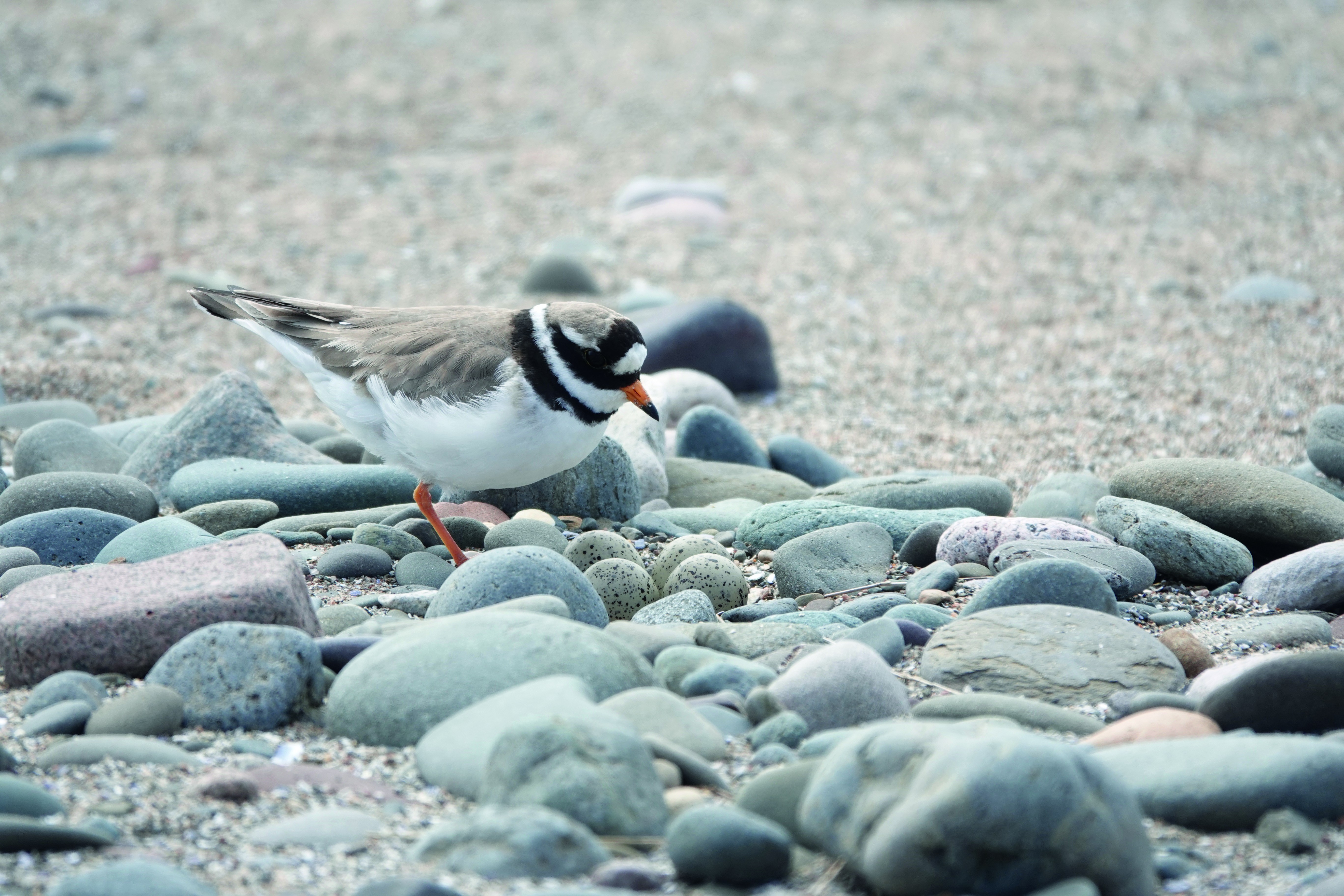 Visit Sandscale Haws - Coast Magazine