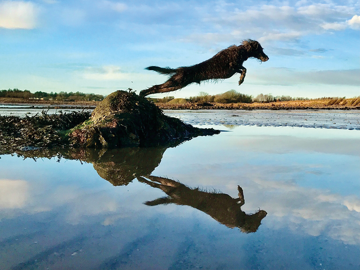 Coast Dog of the Year 2025 - Coast Magazine